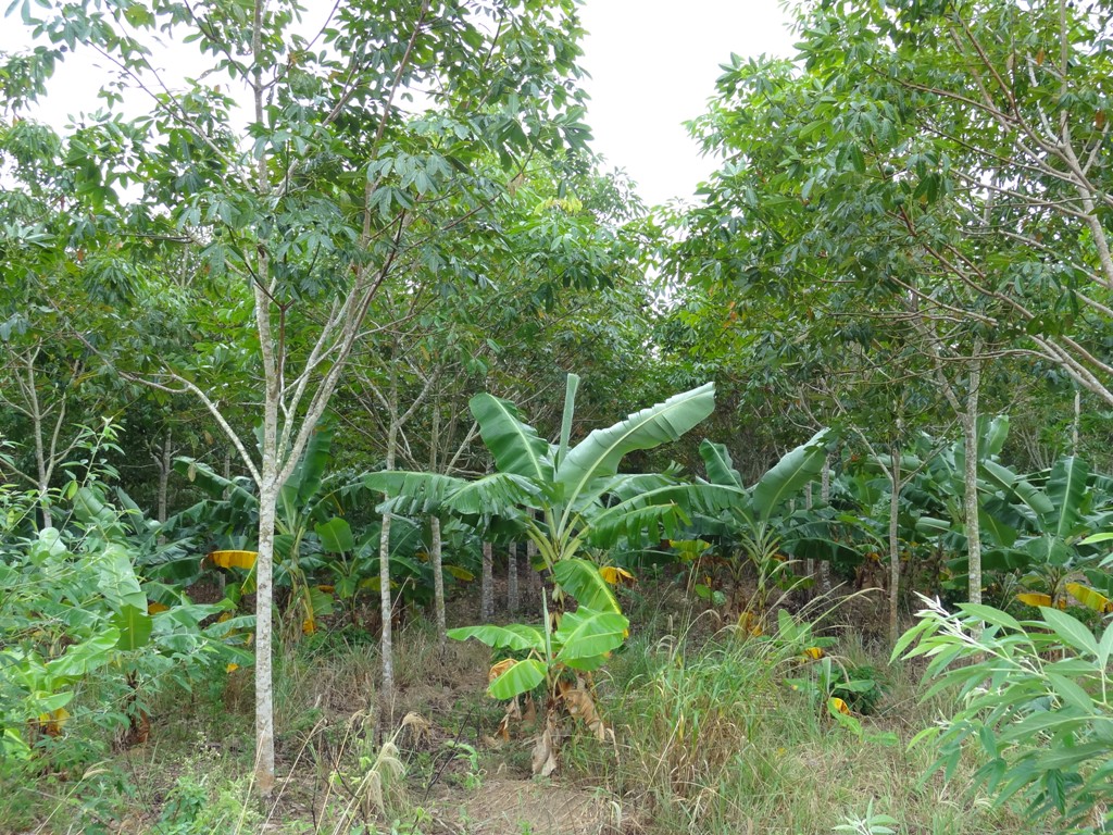 SEAMA - Reflorestar inicia cadastro online nesta segunda-feira (07)